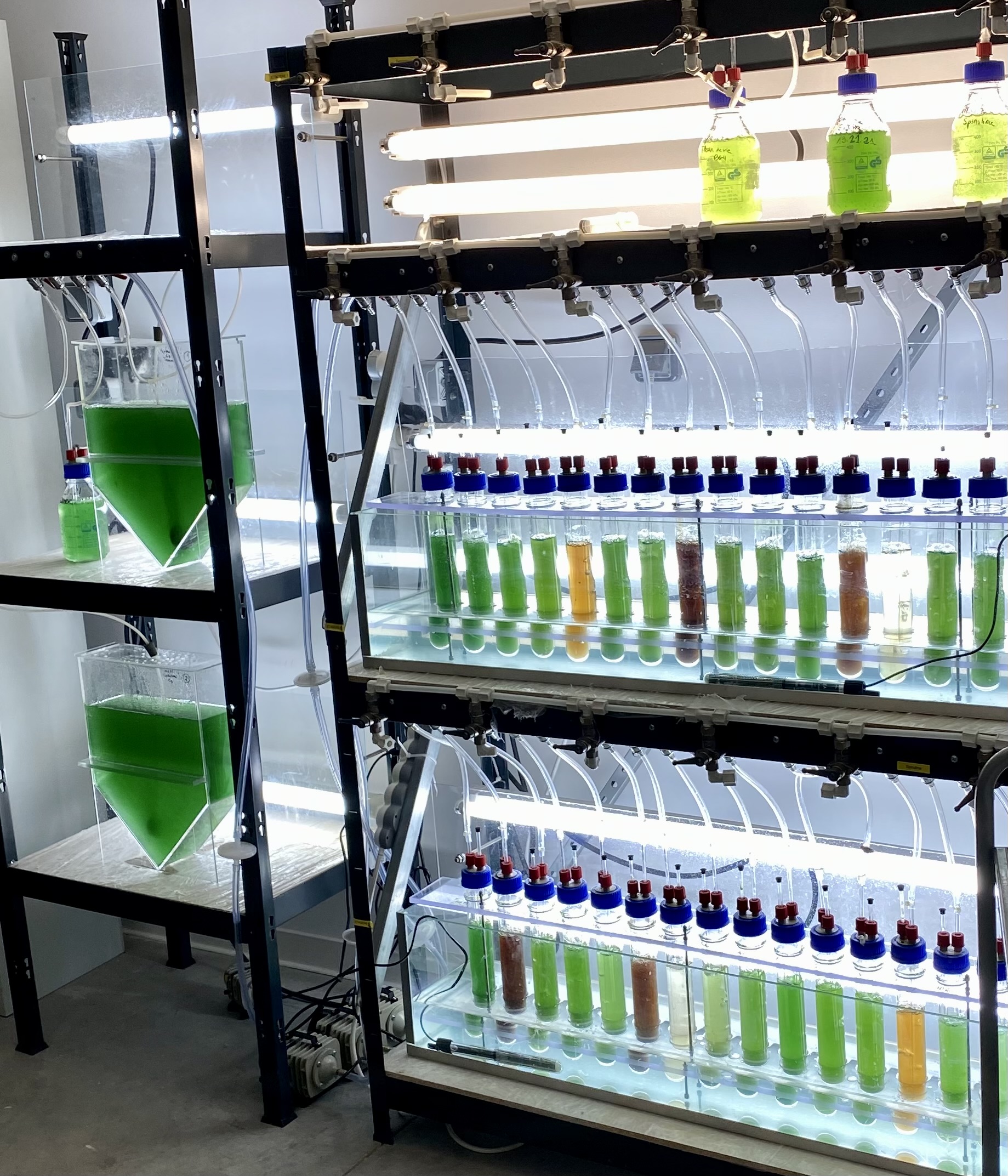 Microalgues – Apesa Valorisation